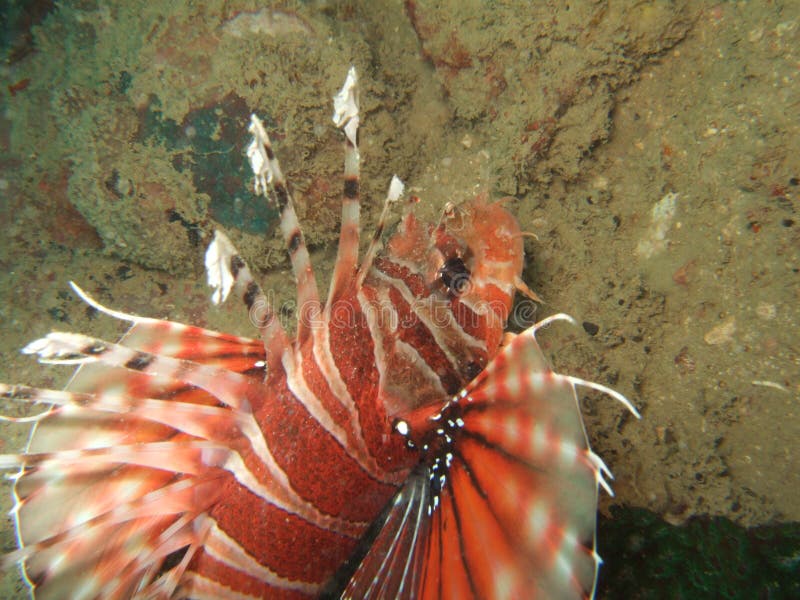 Fish on sea bottom stock photo. Image of underwater, colorful - 4640068