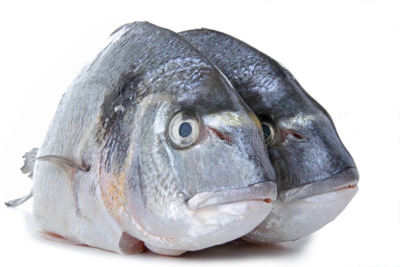 Frozen sea bream fish stock image. Image of seafood, market - 66006049