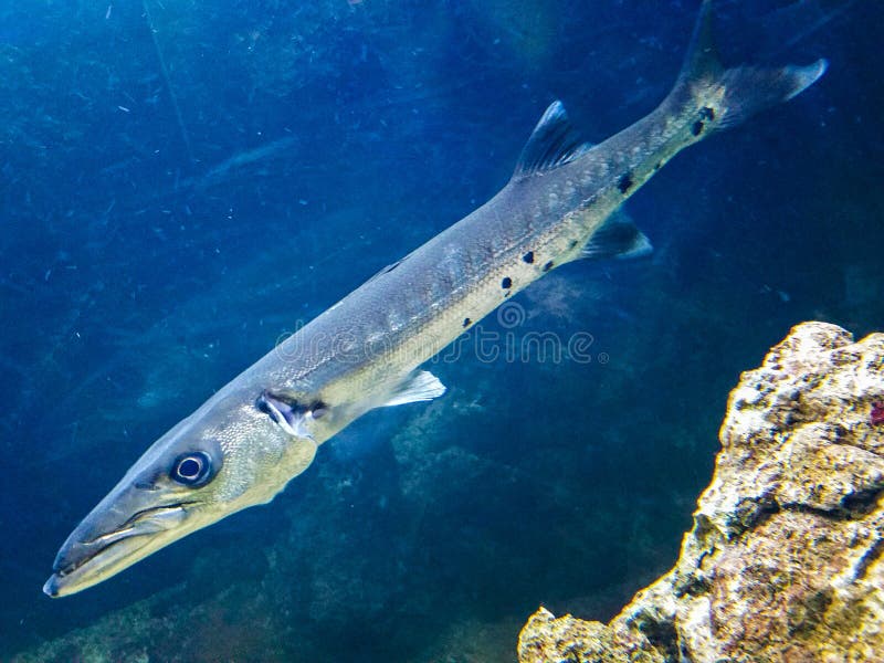 Fish in the sea stock photo. Image of long, fish, fisher - 75879256
