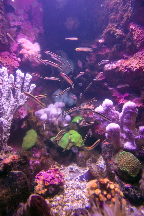 Fish and sea life stock image. Image of ocean, fish, aquarium - 23472819