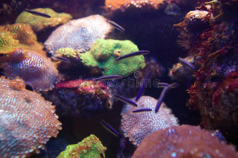 Fish and sea life stock photo. Image of aquarium, water - 23565018