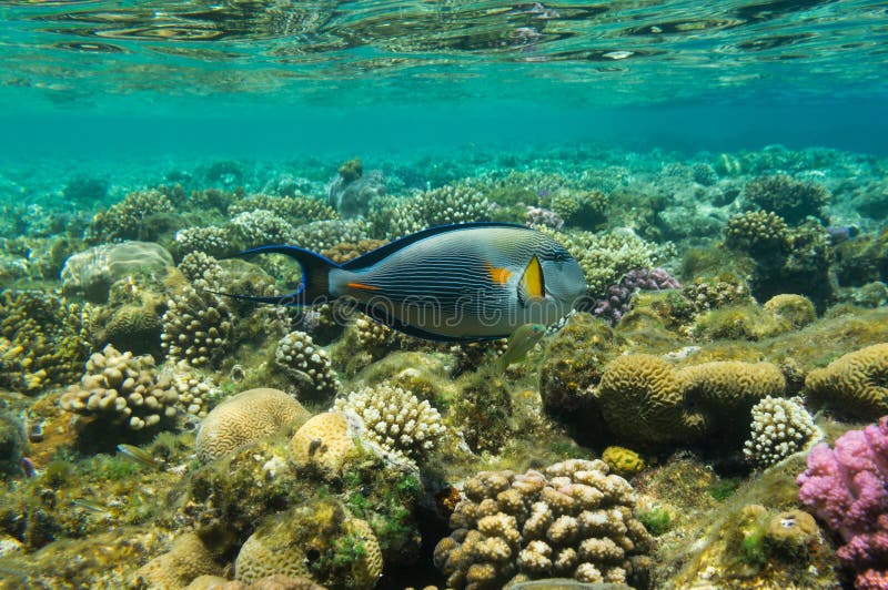 Fish stock image. Image of deep, marine, fish, aquatic - 37895403