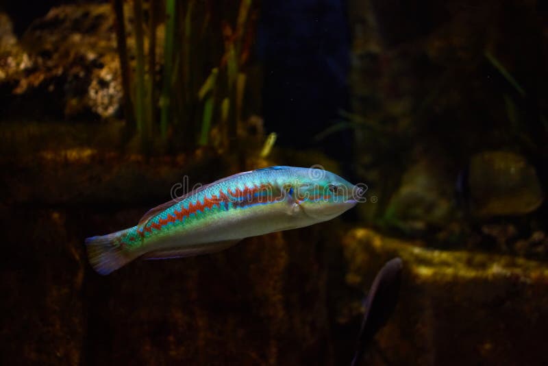 Fish in sea stock photo. Image of great, deep, natural - 91962094