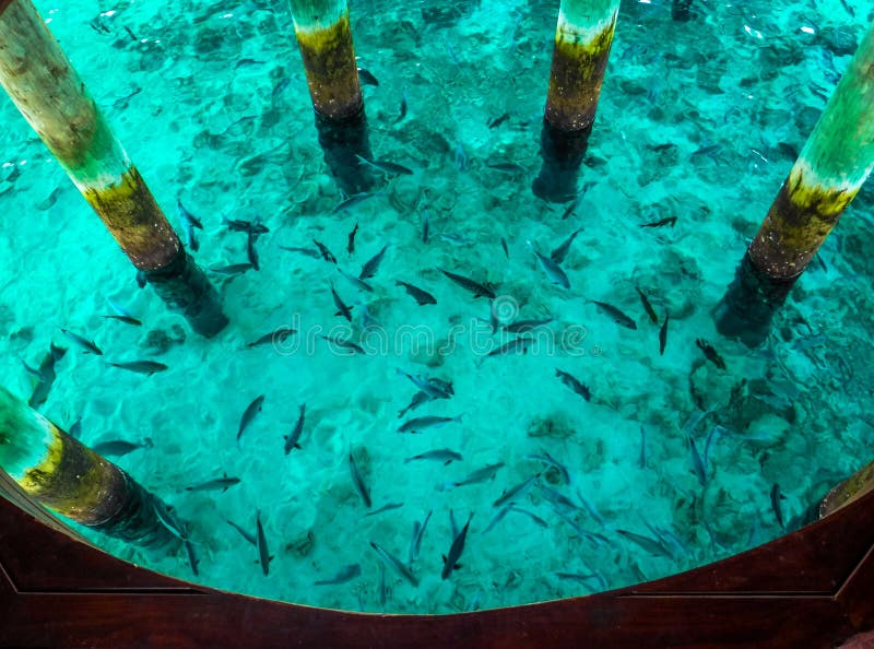 Fish in the sea, Top view stock photo. Image of wood - 75615506