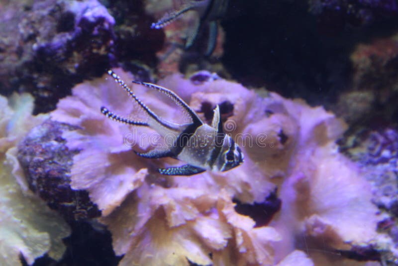 Fish in Sea Water. Beautiful, Colorful Views Stock Image - Image of ...