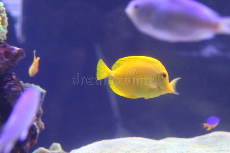 Fish in Sea Water. Beautiful, Colorful Views Stock Image - Image of ...