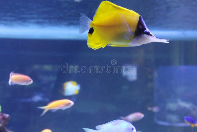 Fish in Sea Water. Beautiful, Colorful Views Stock Photo - Image of ...