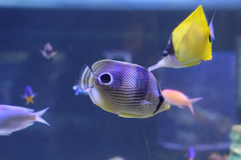 Fish in Sea Water. Beautiful, Colorful Views Stock Image - Image of ...