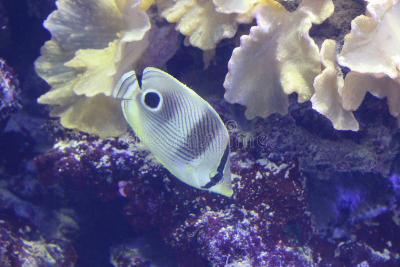 Fish in Sea Water. Beautiful, Colorful Views Stock Image - Image of ...