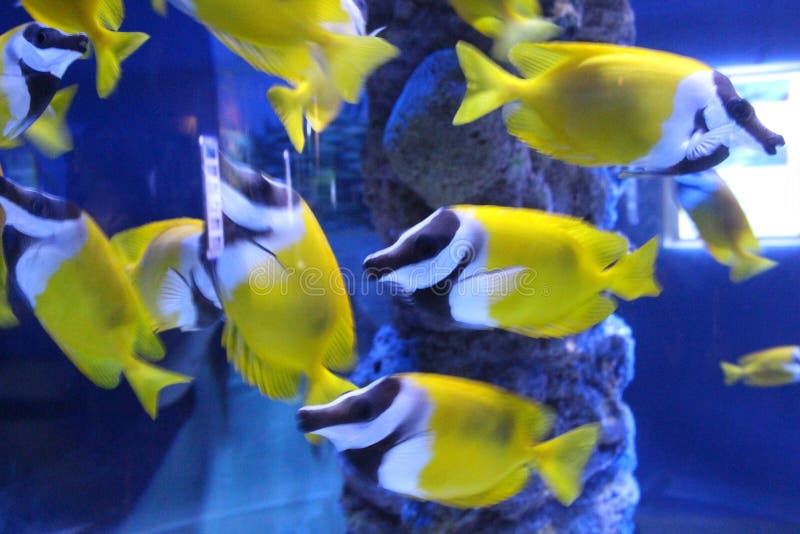 Fish in Sea Water. Beautiful, Colorful Views Stock Image - Image of ...