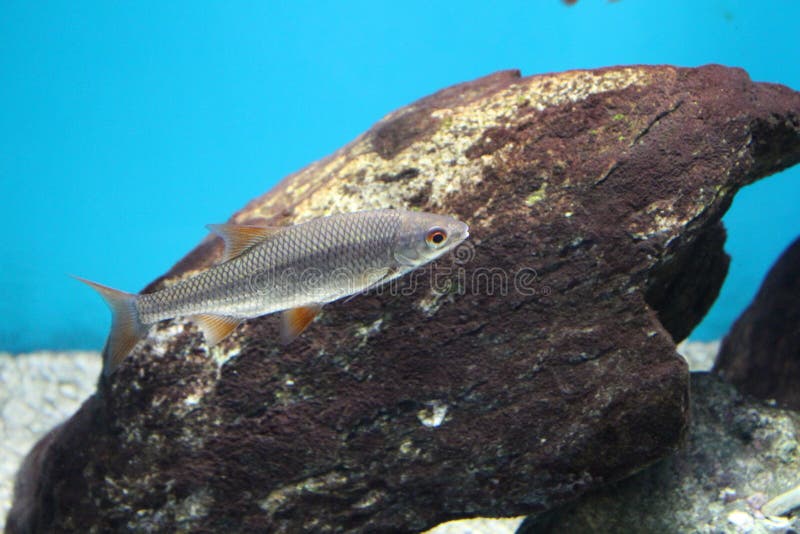 Fish in Sea Water. Beautiful, Colorful Views Stock Image - Image of ...