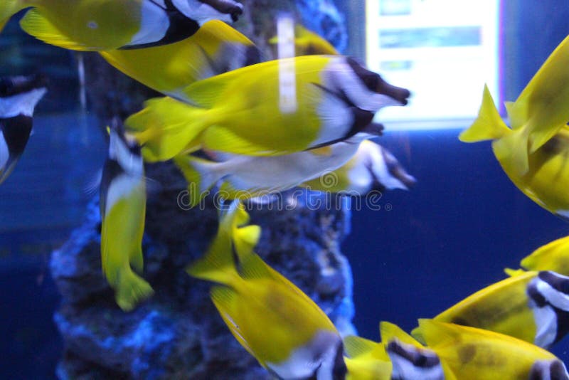 Fish in Sea Water. Beautiful, Colorful Views Stock Photo - Image of ...