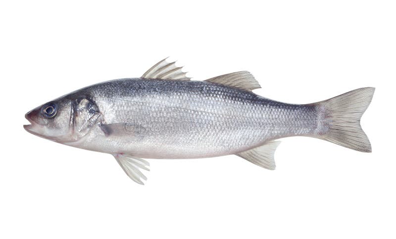 Barramundi fish stock photo. Image of latidae, fish, barramundi - 11898130