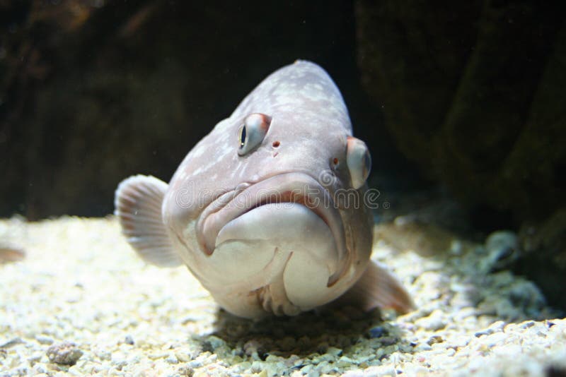Fish on the seabed stock photo. Image of fish, cretaquarium - 44872234