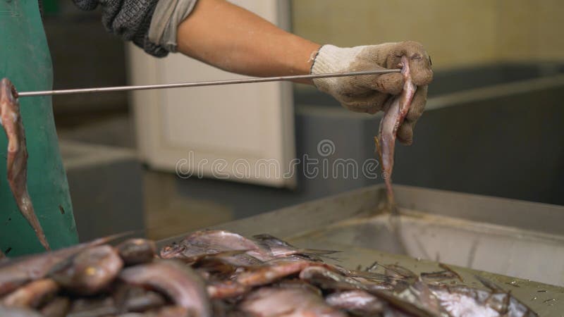 Fish Seafood Factory. Cod Fish Processing in a Fish Industry. Fish ...