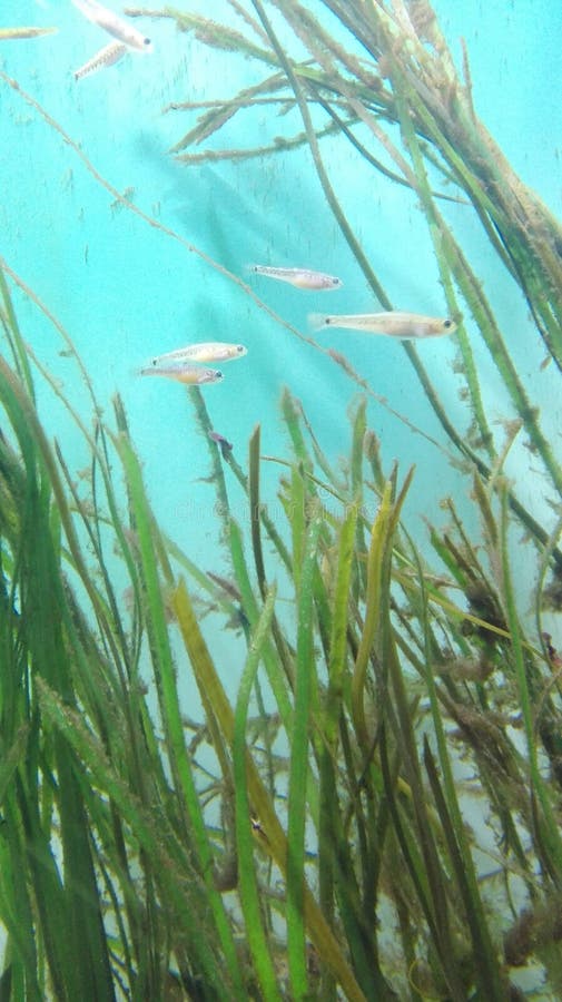Fish in seaweed stock image. Image of little, wayer - 186091011