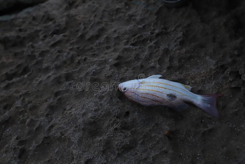 Fish on the See - Beach Sand. Beach Copy Space with Fish Stock Photo ...