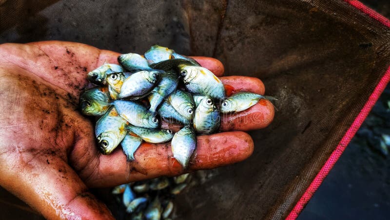 Fish seeds ready for sale stock image. Image of vehicle - 242715997