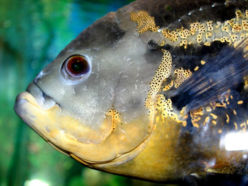 Spiky Fish stock photo. Image of reaction, bloated, ball - 7697772