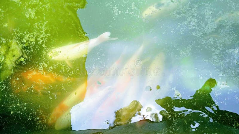 Fish Shadow in Green Water. Stock Photo - Image of green, life: 194950162