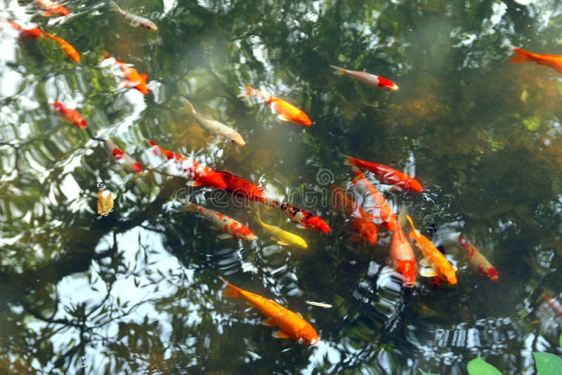 Fish shallow stock photo. Image of pool, numerous, bright - 32910642