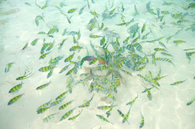 Fish Shallow Water Stock Photos - Download 10,420 Royalty Free Photos