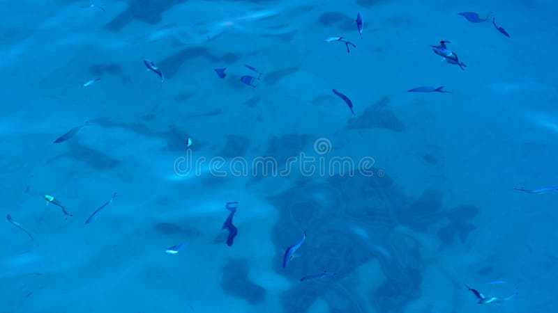 Fish in shallow water stock image. Image of calm, ocean - 189946921