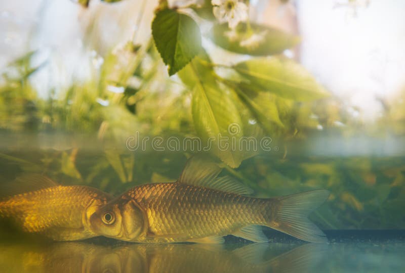 Fish in Shallow Water among Greenery Stock Image - Image of underwater ...