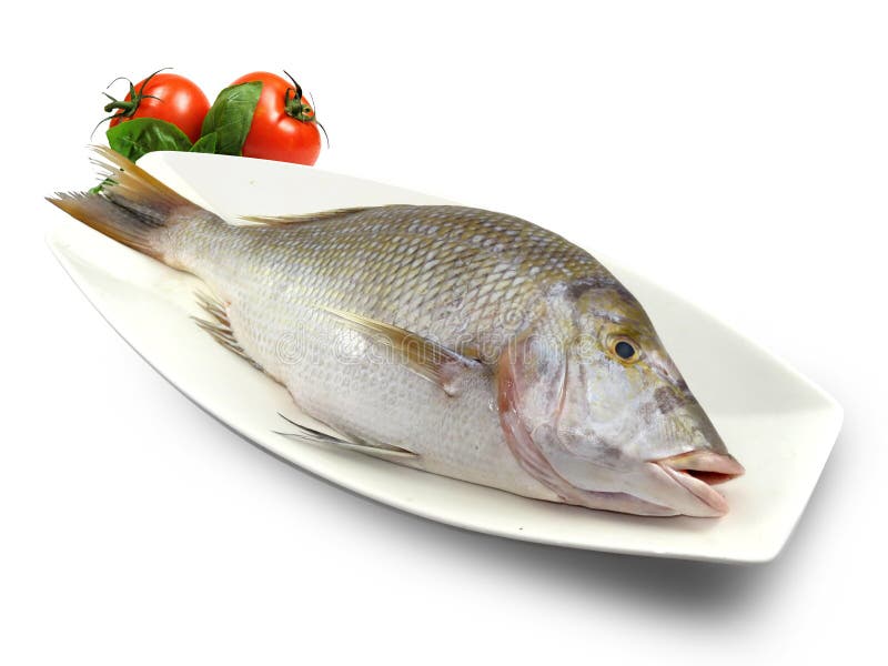 Fish (Shaour) stock photo. Image of seafood, fisheries - 51443690