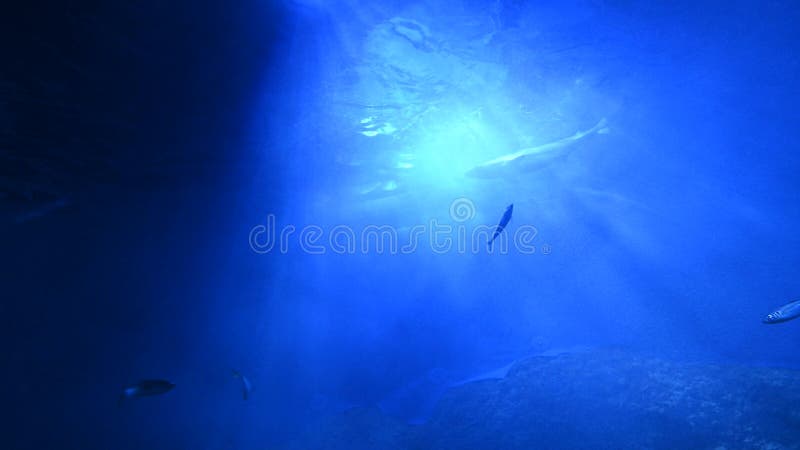 Fish Swim Under Ray of Light Stock Footage - Video of outdoors ...