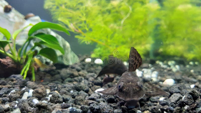 Fish with Sharp Eyes in the Aquarium Stock Photo - Image of reptile ...