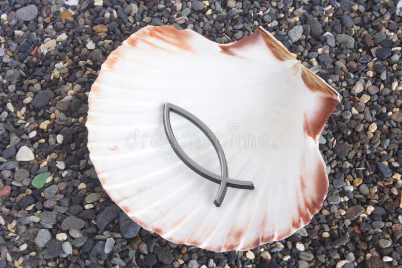 Fish and shell stock photo. Image of food, tropic, ground - 3516654