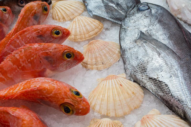 Fish and Shells stock photo. Image of silver, shell, feed - 60762700