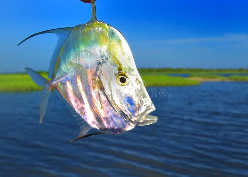 Fish stock photo. Image of cast, fins, food, shiny, fishing - 90975432