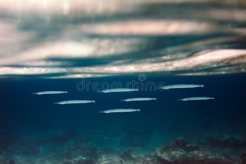 Fish shoal in the ocean stock photo. Image of school - 71122080