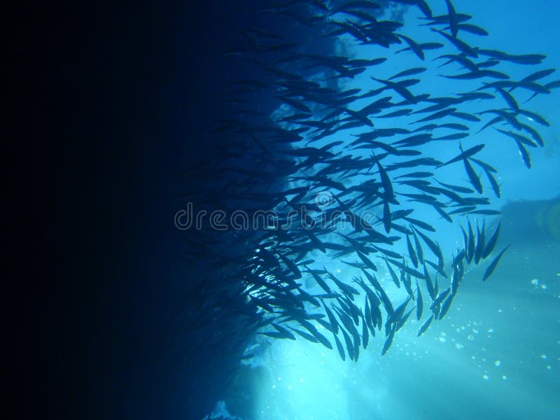 Fish Shoal Swimming in the Deep Blue Stock Photo - Image of peaceful ...