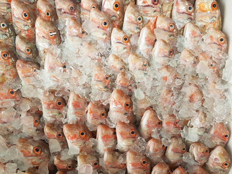 Fish Shop Red Mullets Heads in Order Stock Image - Image of animal ...