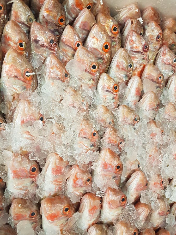 Fish Shop Red Mullets Heads in Order Stock Photo - Image of catch, food ...