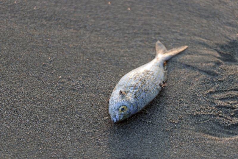 Fish on the shore stock image. Image of disaster, dangerous - 136689033