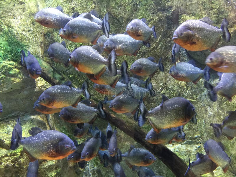 Fish for show stock image. Image of swimming, fish, bluefish - 57735871