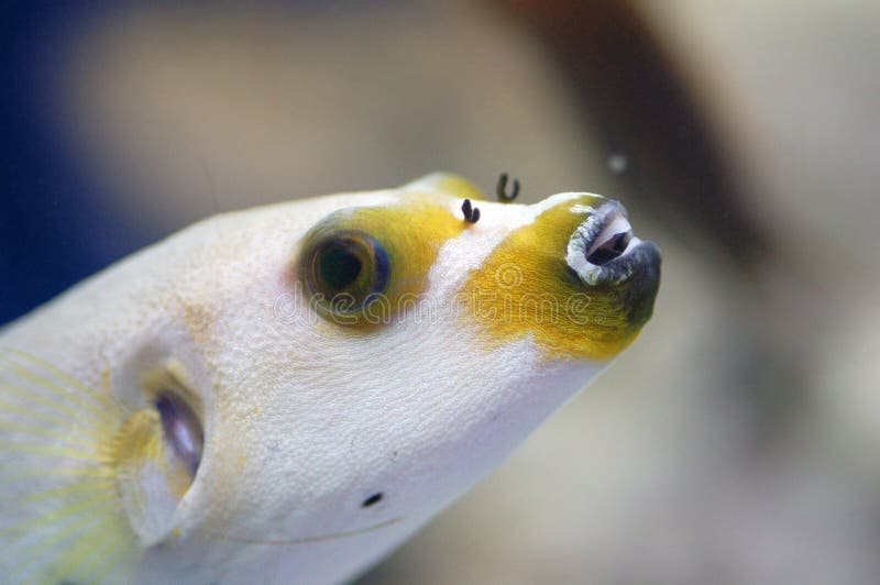 Fish showing teeth stock photo. Image of rage, yellow - 5537832