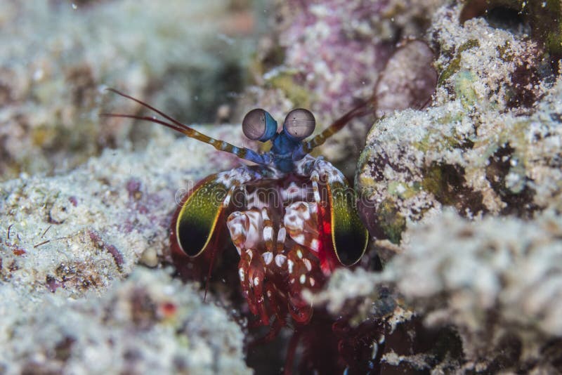 Fish_016 stock photo. Image of shrimp, mantis, fish - 40760974