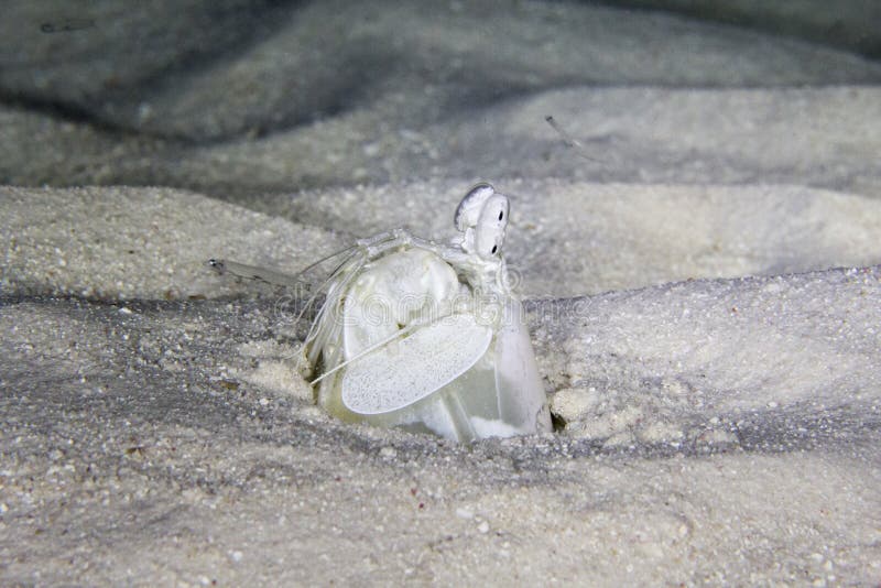 Fish_011 stock photo. Image of burrow, mantis, fish, shrimp - 40760966