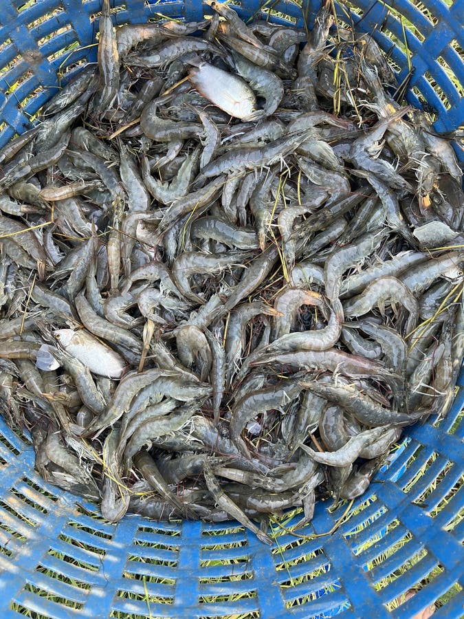 Fish and Shrimp on the Market. Fresh Fish in the Basket Stock Image ...