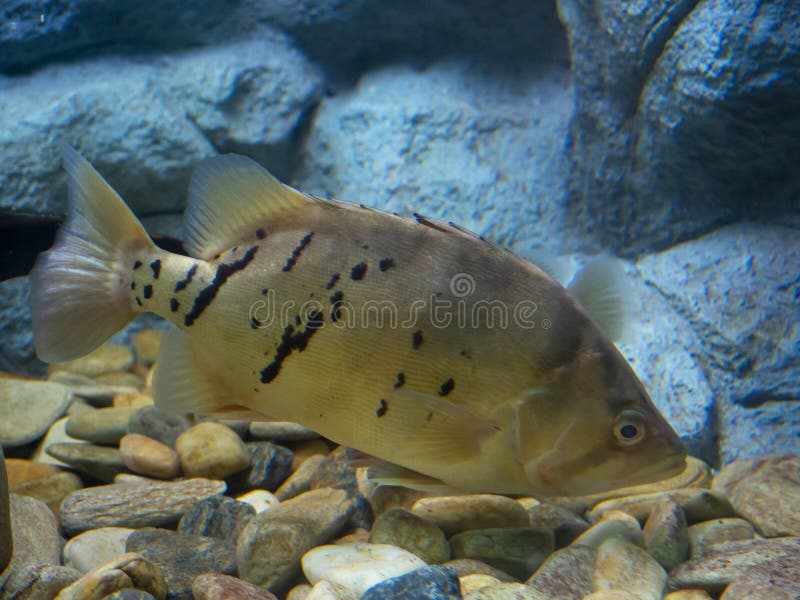 Fish Siamese tigerfish stock image. Image of tigerish - 144349757