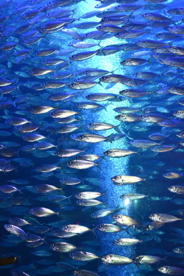 Fish stock photo. Image of jewelry, shop, painting, luck - 69912864