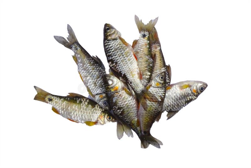 2,174 Bream Scales Photos - Free & Royalty-Free Stock Photos from ...