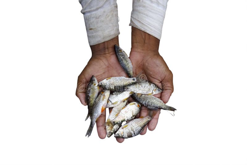 2,417 Bream Scales Stock Photos - Free & Royalty-Free Stock Photos from ...