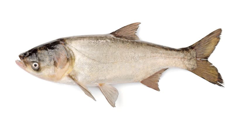 Fish Silver Carp, Hypophthalmichthys Molitrix Stock Photo - Image of ...