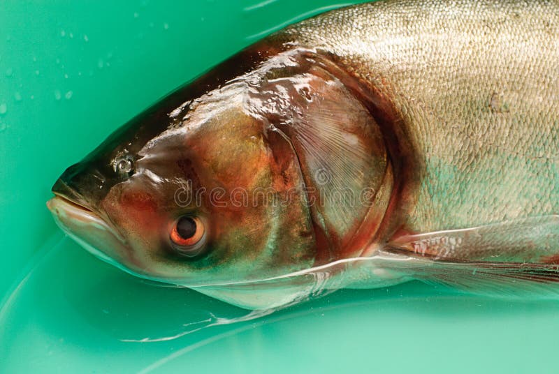 Fish silver carp in water stock photo. Image of herring - 12122424
